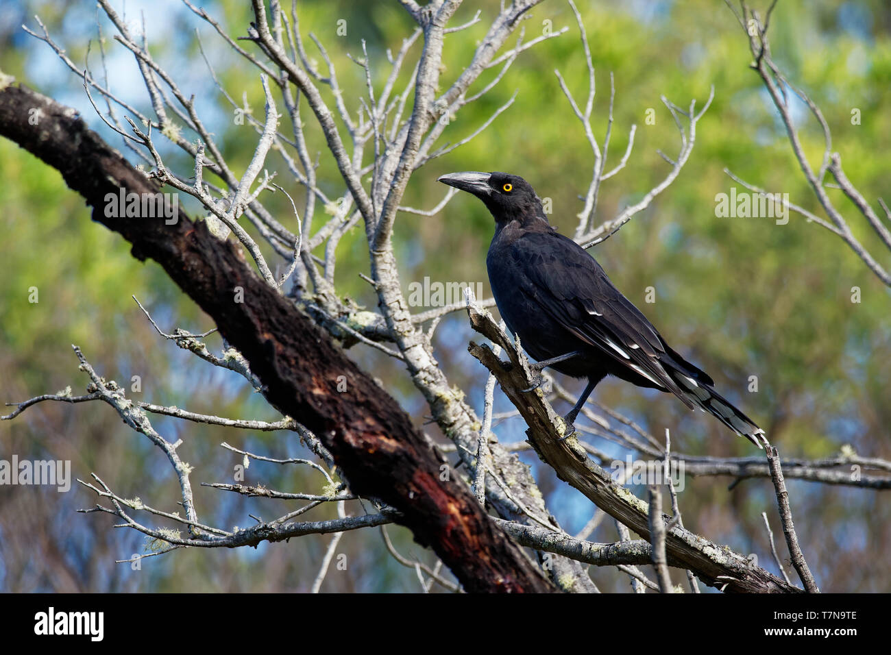 Australian bell bird hi-res stock photography and images - Alamy