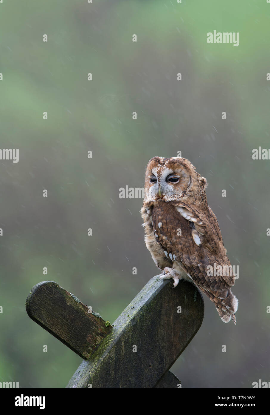 Owl in the rain hi-res stock photography and images - Alamy