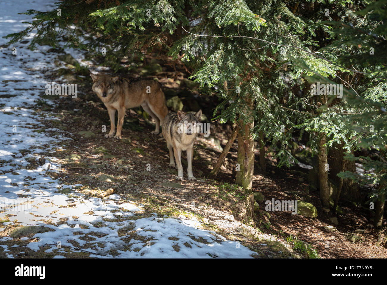 European grey wolves stands between trees in the forest Stock Photo - Alamy
