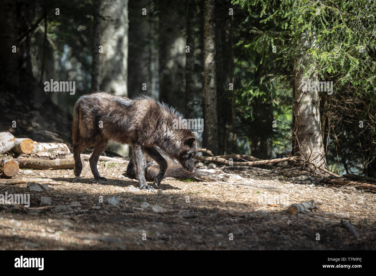 Black and gray wolf hi-res stock photography and images - Alamy