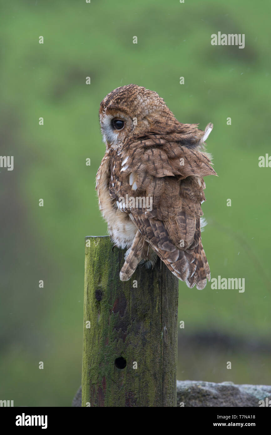 Owl in yorkshire hi-res stock photography and images - Alamy