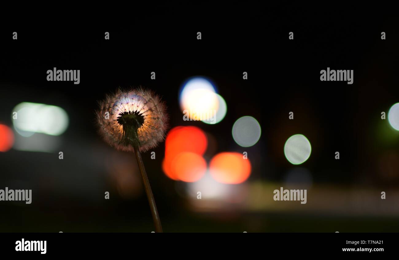 Dandelion at night hi-res stock photography and images - Alamy