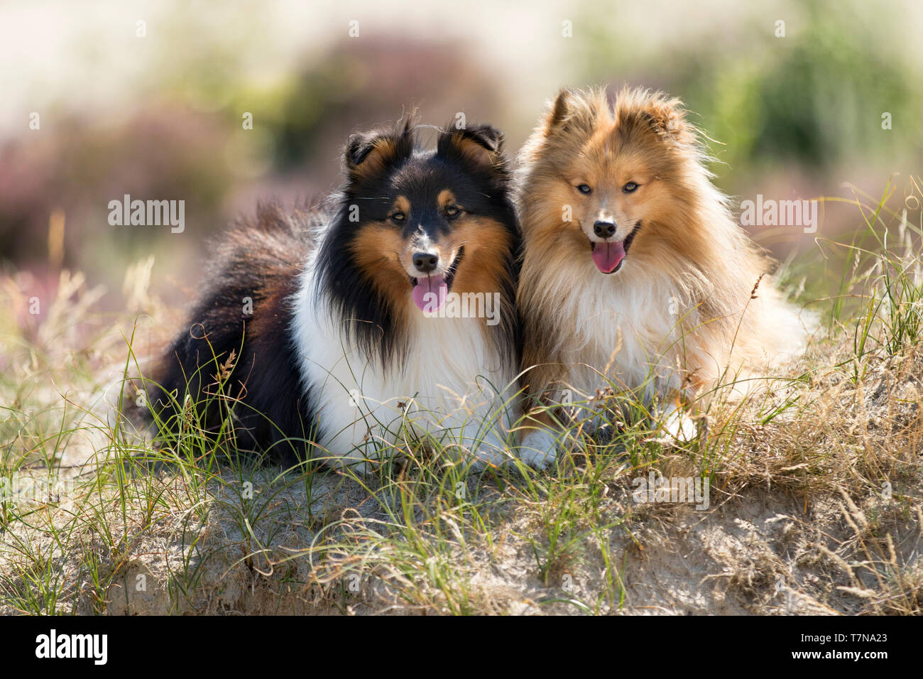 Tri-color Shetland sheepdog. Two adult dogs lying ion a dune ...