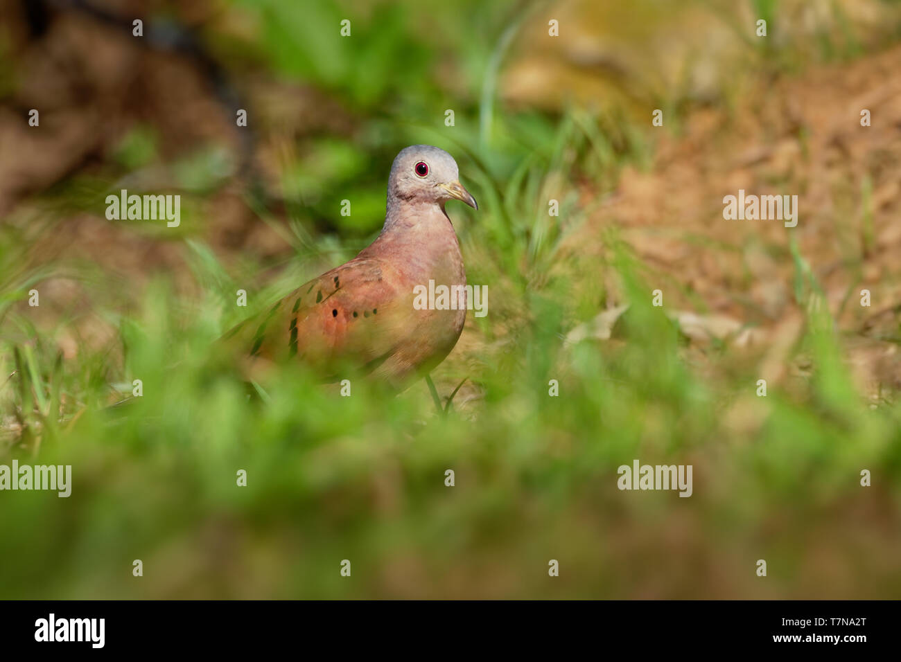 New world dove hi-res stock photography and images - Alamy