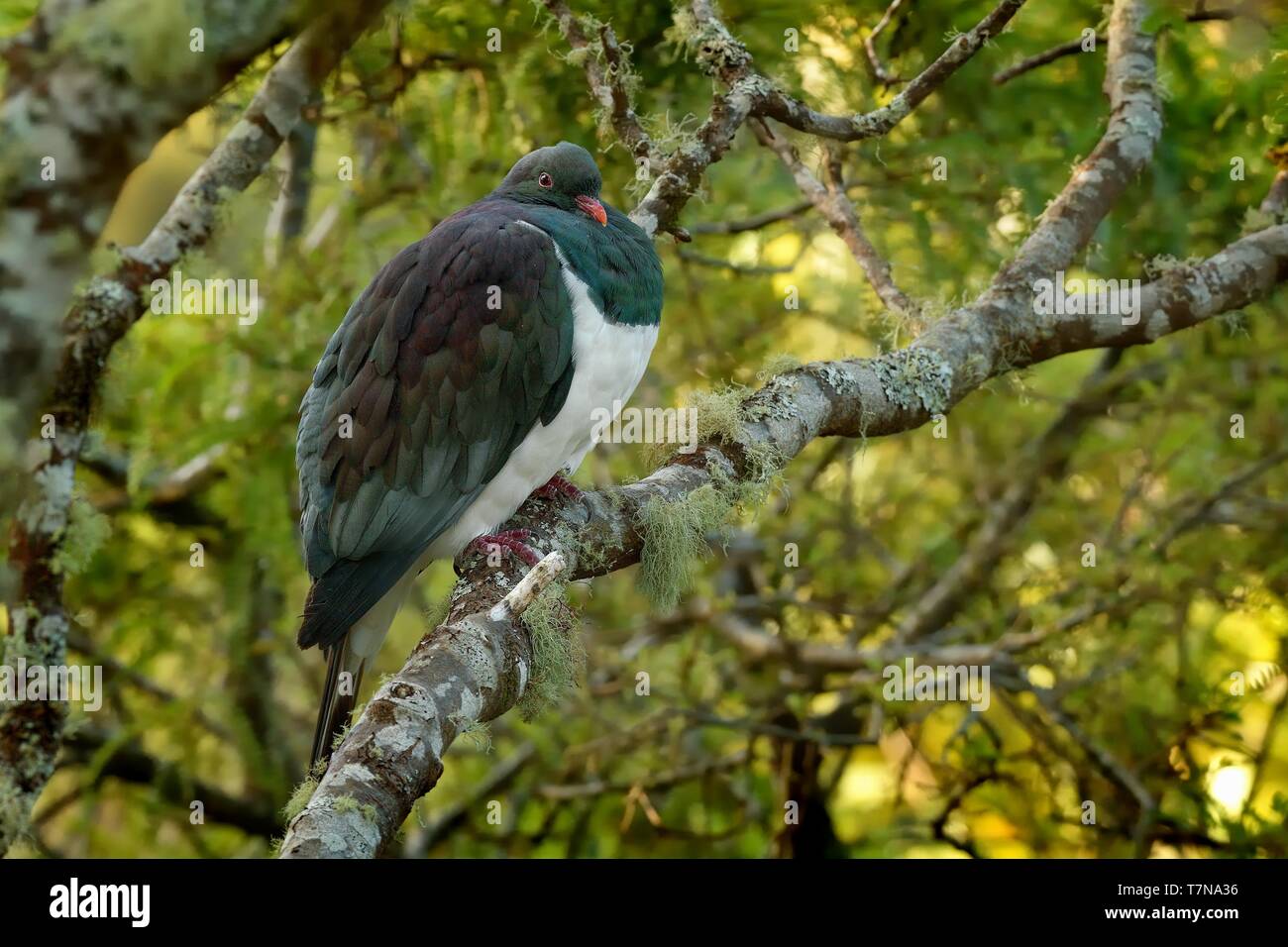 New Zealand pigeon - Hemiphaga novaeseelandiae - kereru sitting and ...