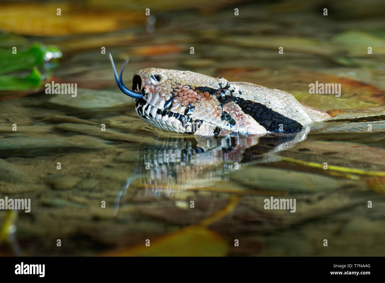 Boa Constrictor - called the red-tailed boa or the common boa, is a ...