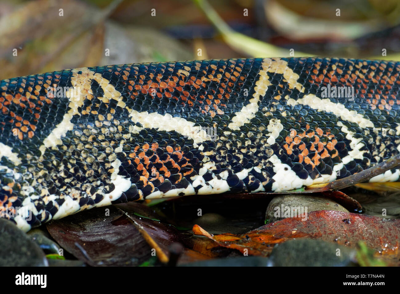 Boa Constrictor - called the red-tailed boa or the common boa, is a ...