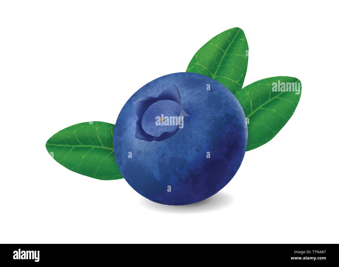 Blueberry isolated on white background. Realistic illustration Stock ...