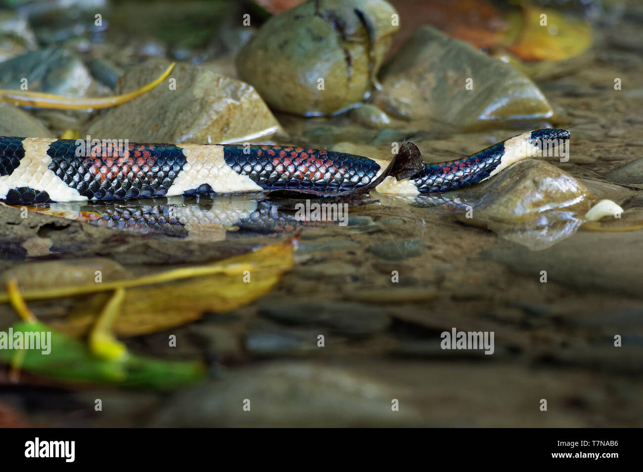 Boa Constrictor - called the red-tailed boa or the common boa, is a ...