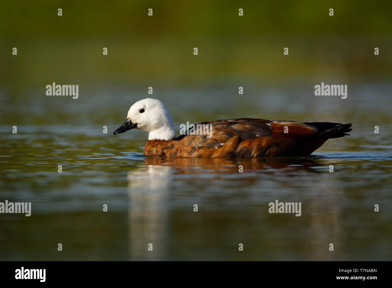 Water in new zealand hi-res stock photography and images - Alamy