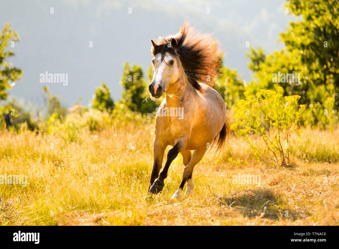 Buckskin pony galopping in a meadow. Portugal Stock Photo - Alamy