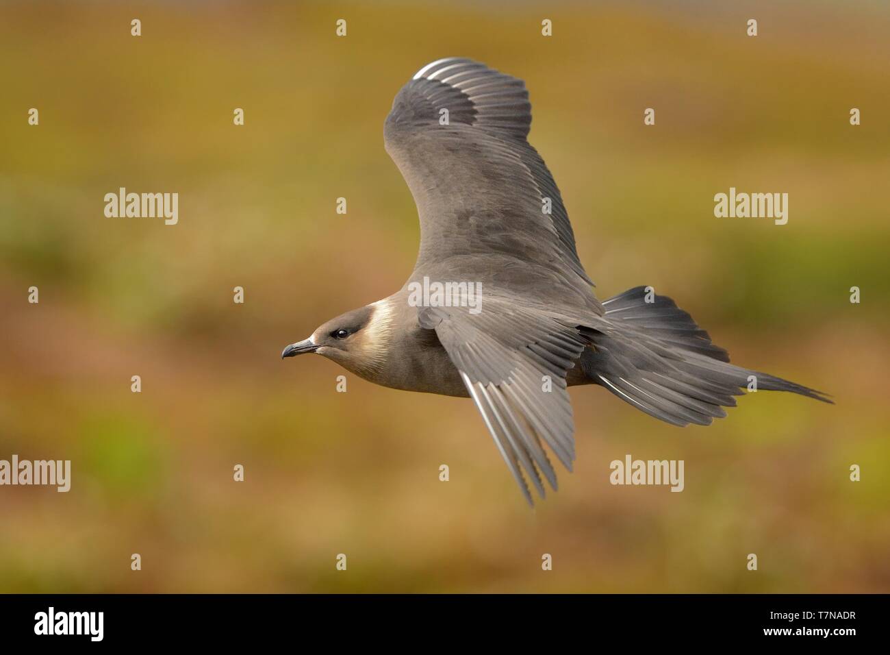 Nesting jaeger hi-res stock photography and images - Alamy