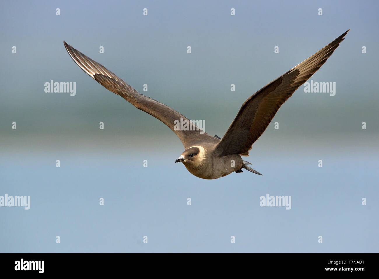 Parasitic Jaeger (Stercorarius parasiticus) captured in flight. Big ...