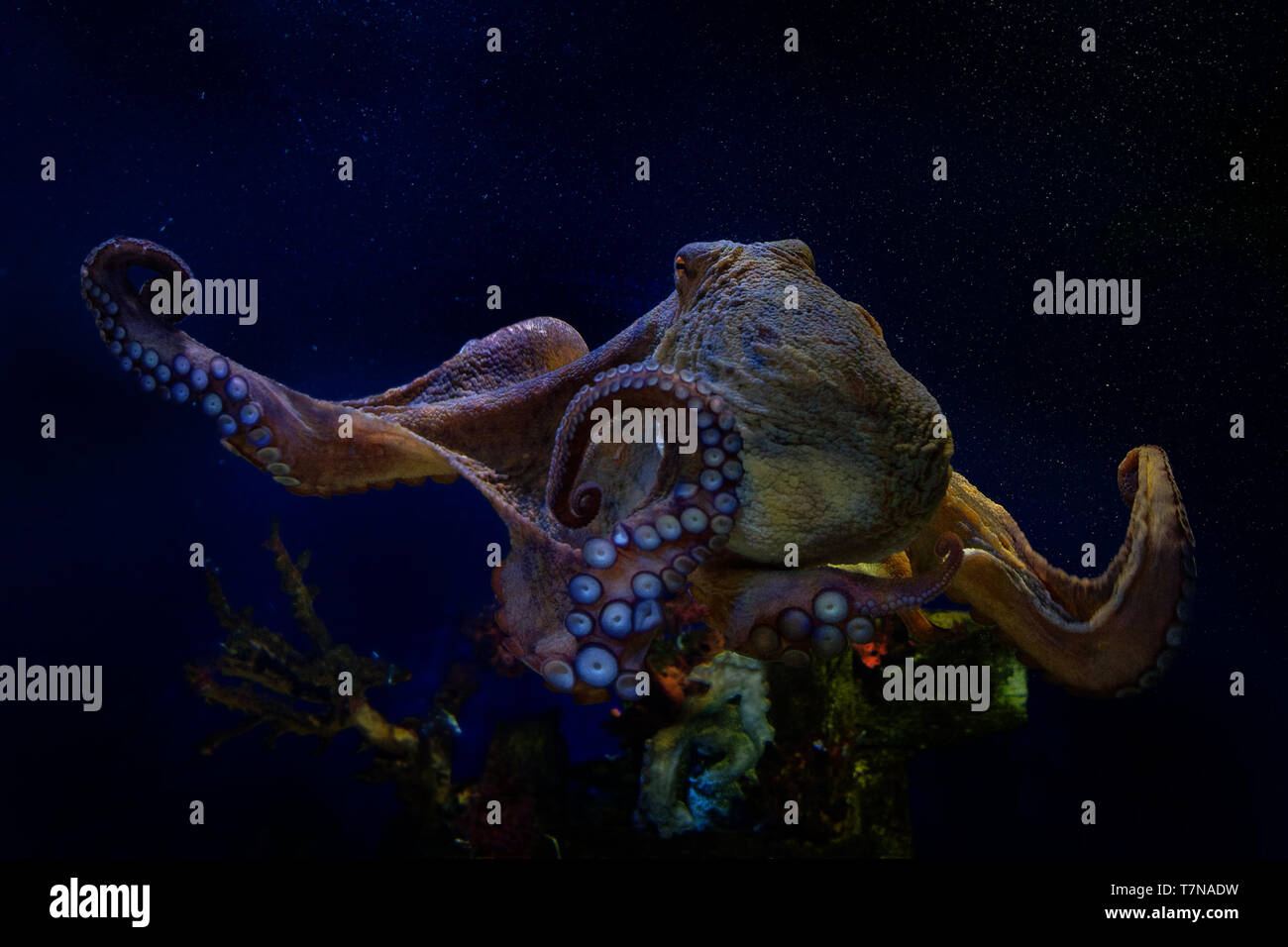 Common Octopus - Octopus vulgaris in the sea under the water Stock ...