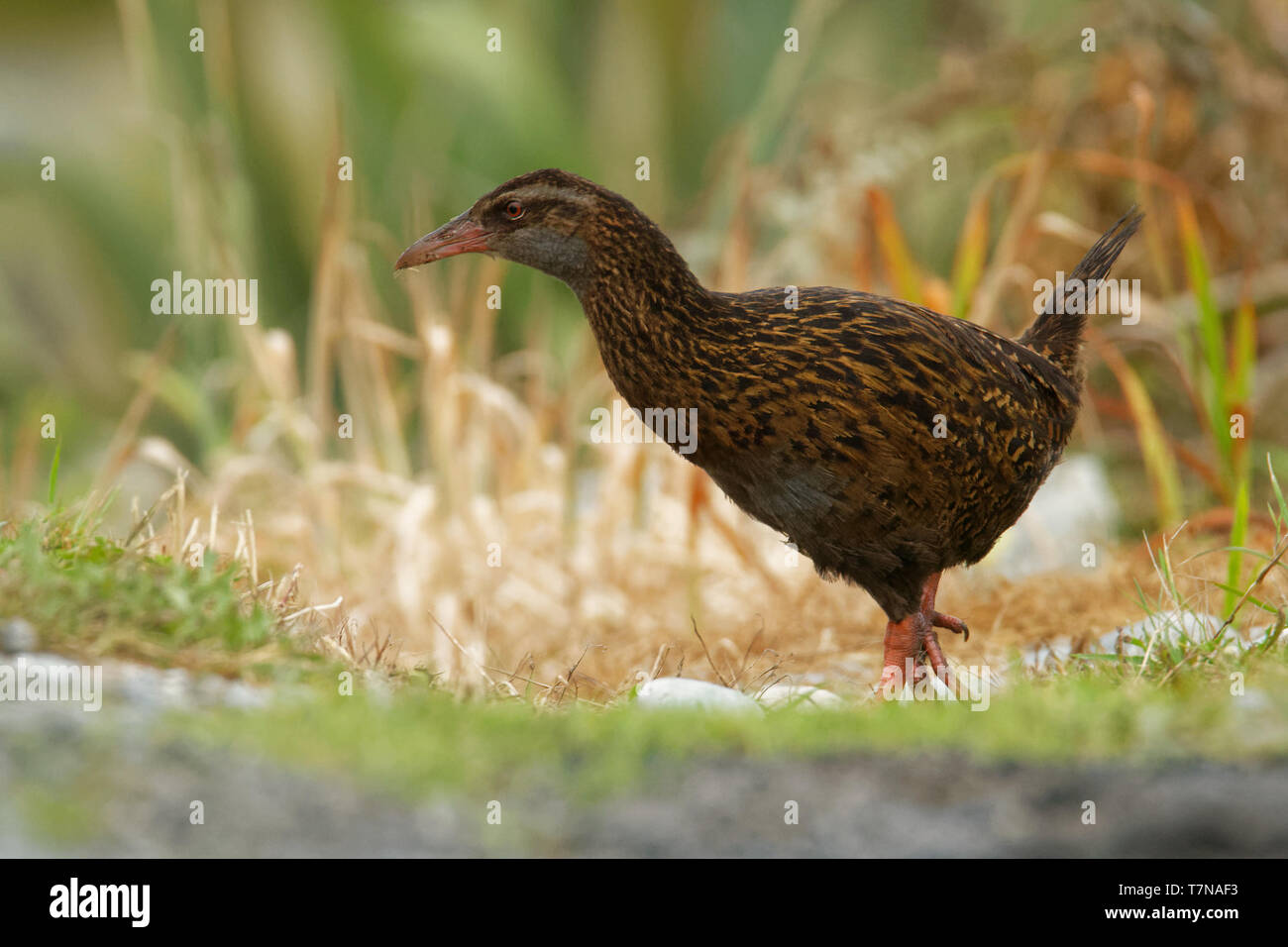 North island weka hi-res stock photography and images - Alamy