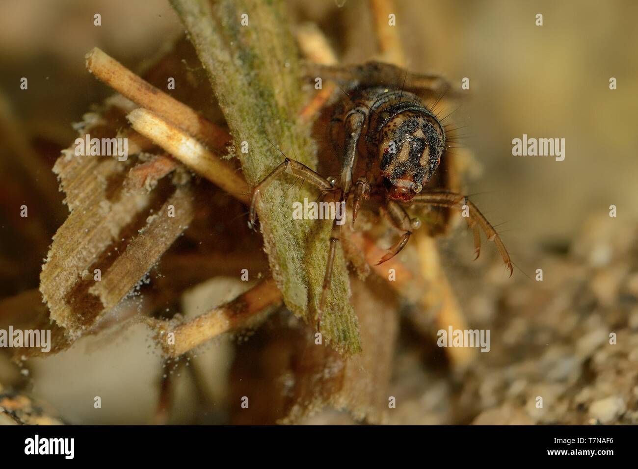 Larvae in water hi-res stock photography and images - Alamy