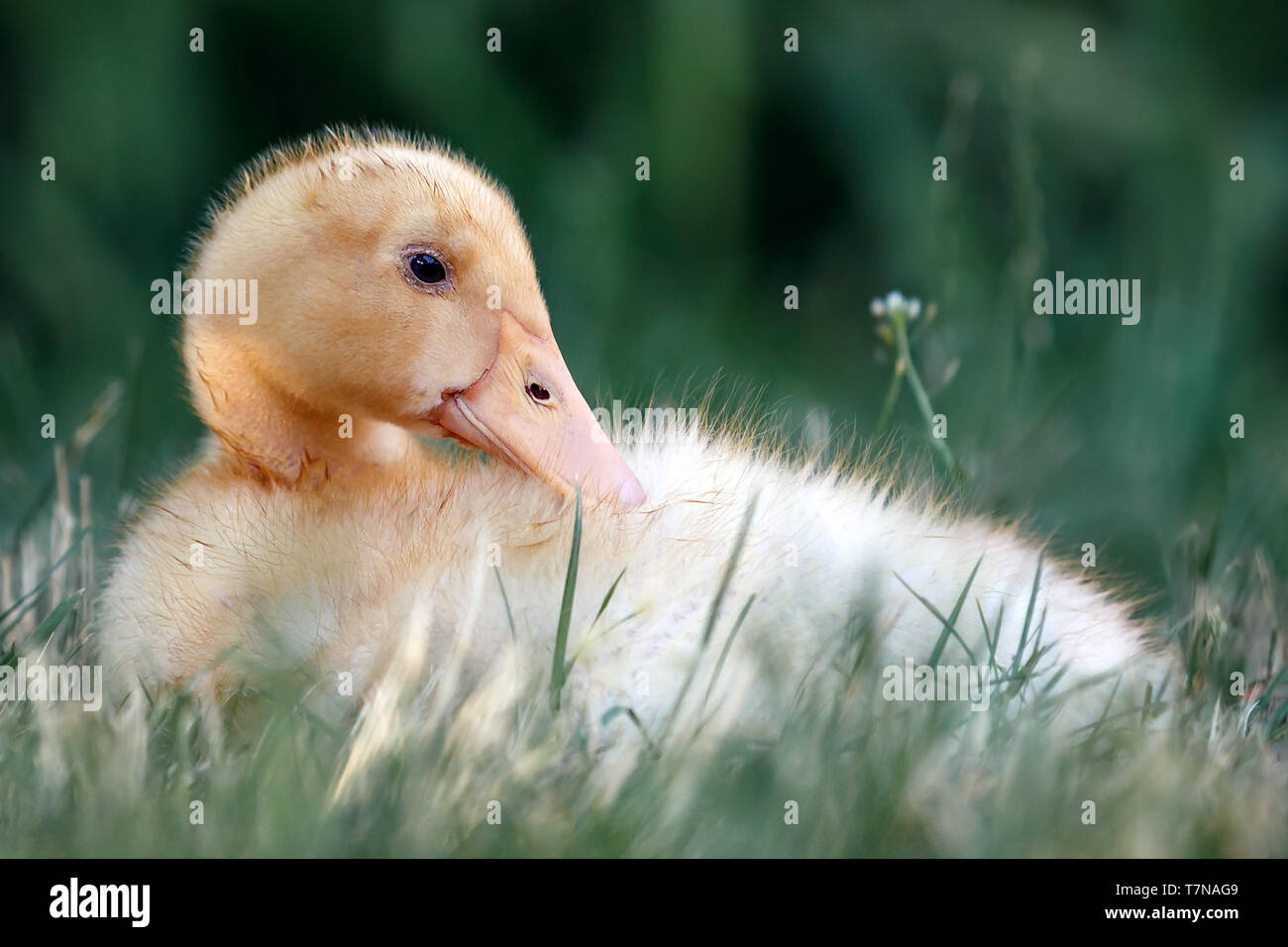 Ducklings in sunshine hi-res stock photography and images - Alamy