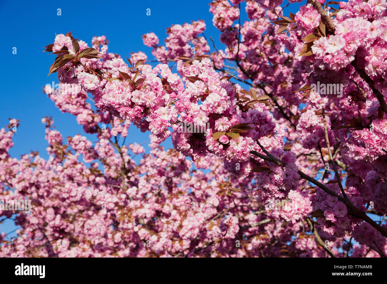 Pink blossom tree hi-res stock photography and images - Alamy