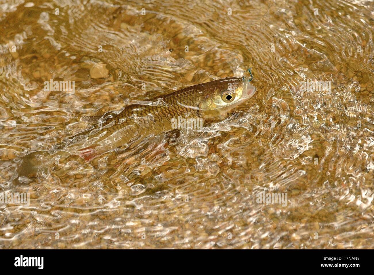 The european chub (Squalius cephalus) in the clean blue water. Brown ...