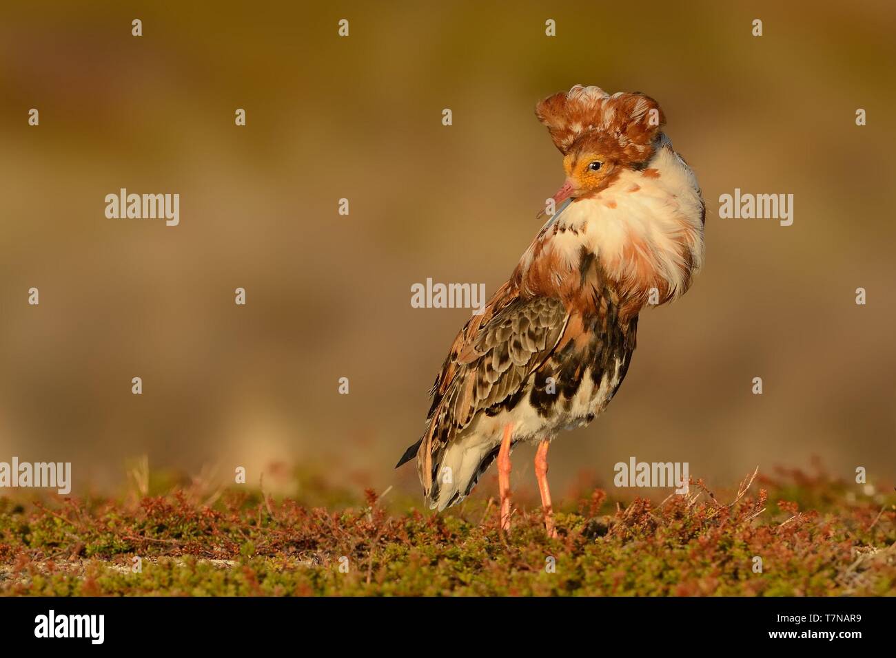 Male ruff in breeding plumage hi-res stock photography and images - Alamy