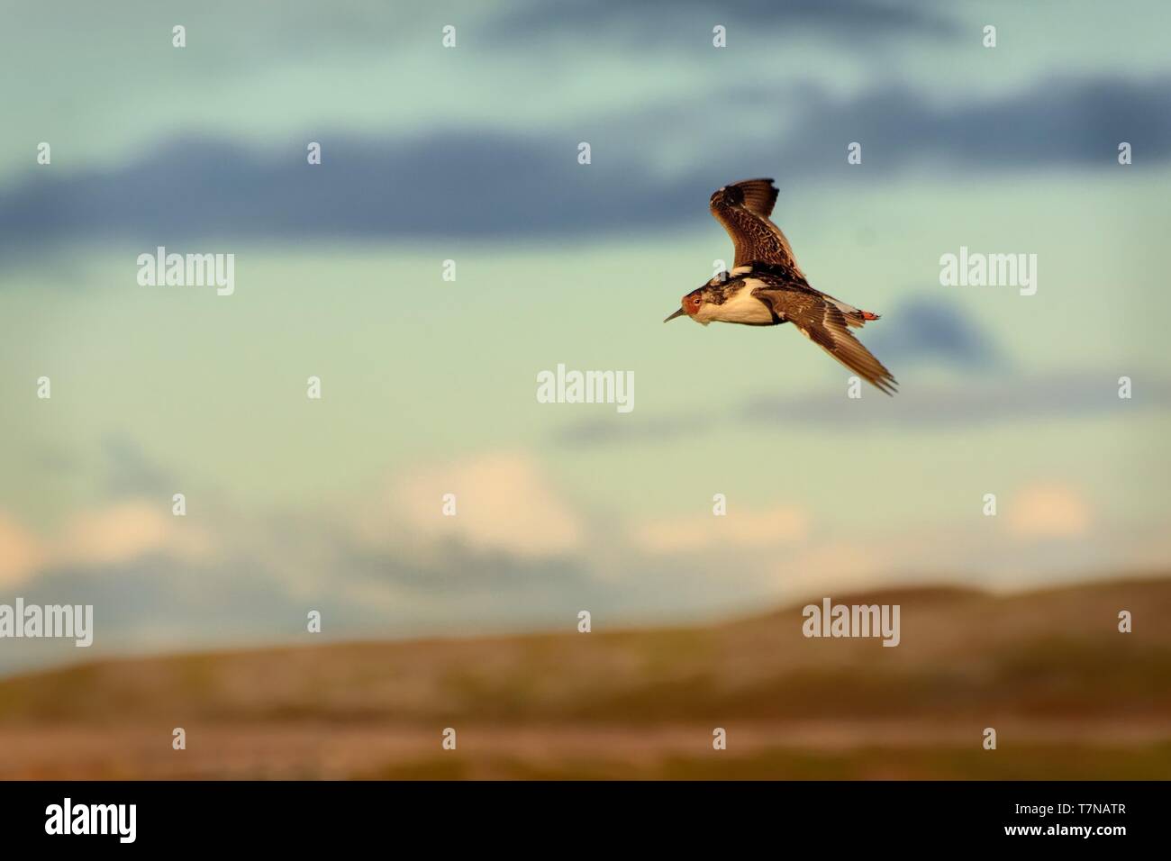 Male bird lekking hi-res stock photography and images - Alamy