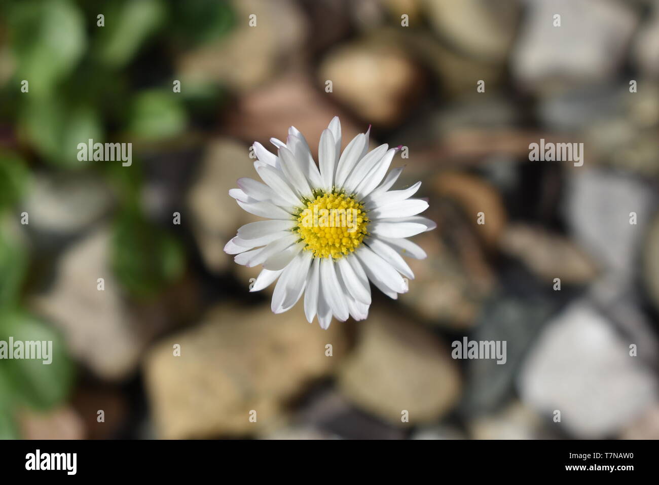 Daisy flower close up Stock Photo - Alamy