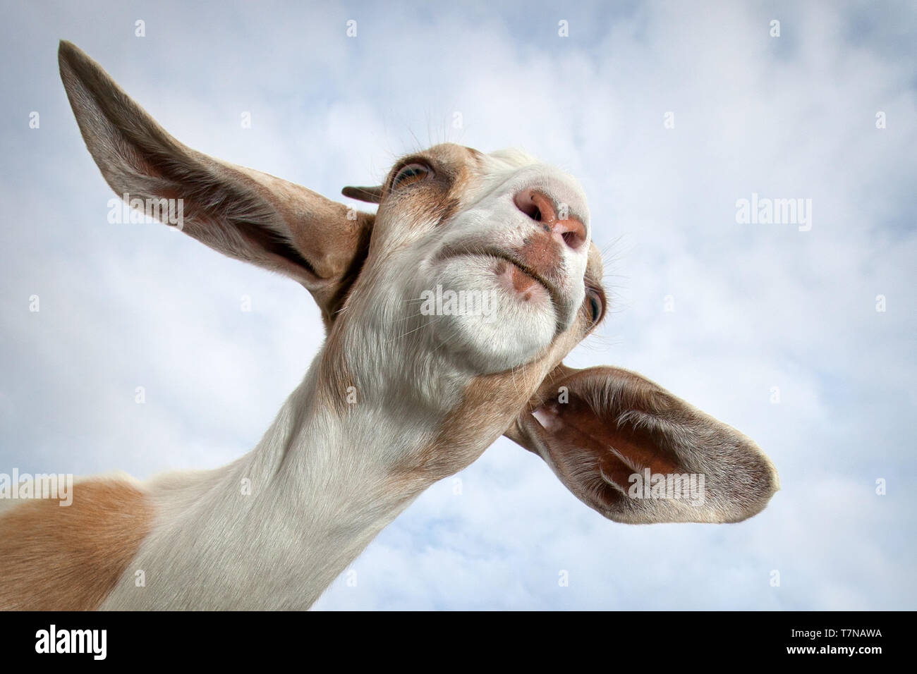 Goat portrait from the bottom Stock Photo - Alamy