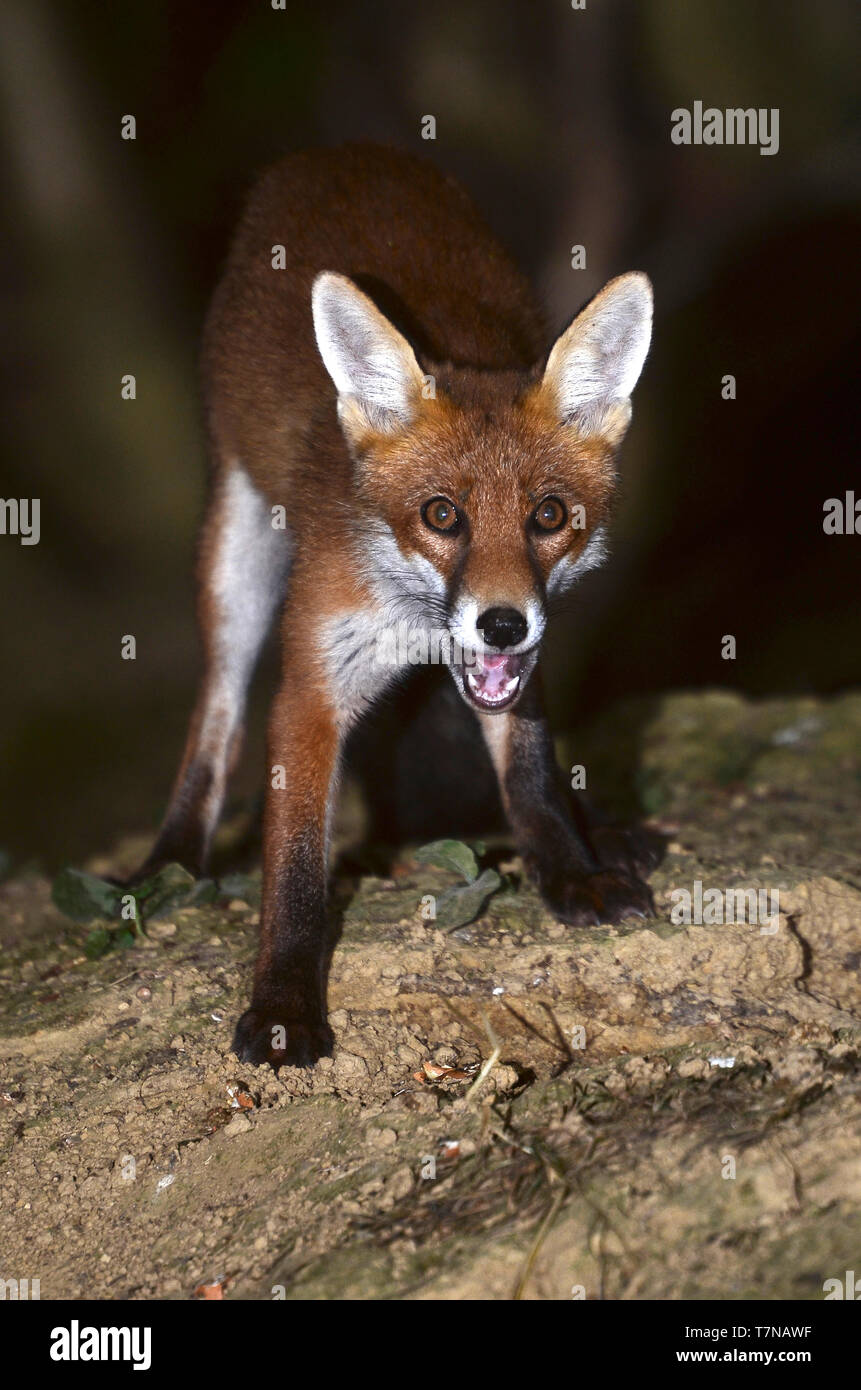 red fox vulpes vulpes Stock Photo - Alamy