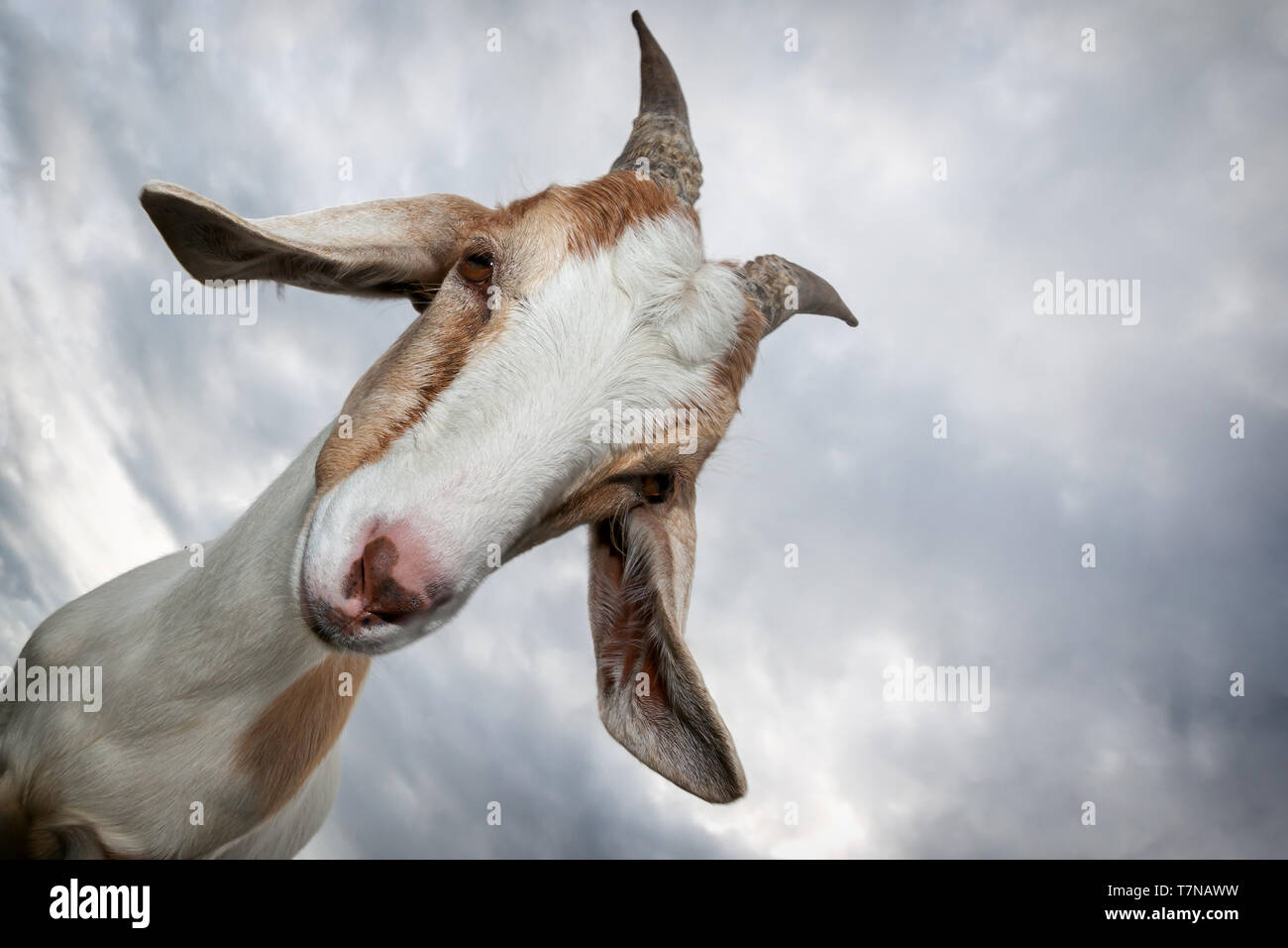 Goat Look High Resolution Stock Photography and Images - Alamy