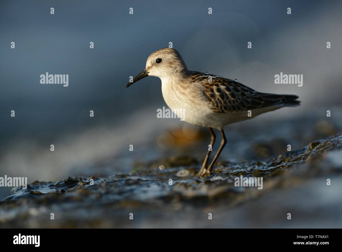 Little stint autumn hi-res stock photography and images - Alamy