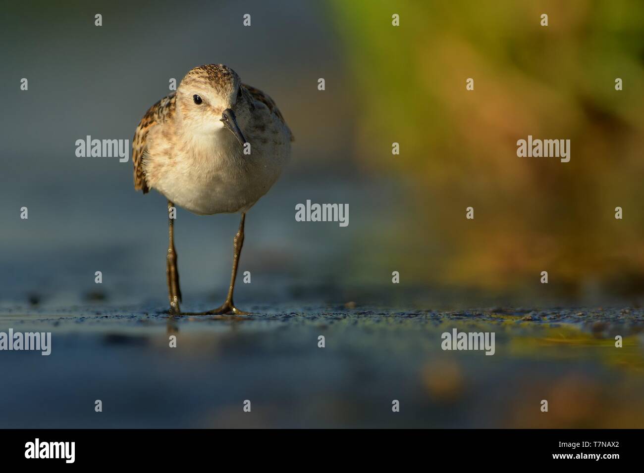 Little Stint (Calidris minuta) during migration Stock Photo - Alamy
