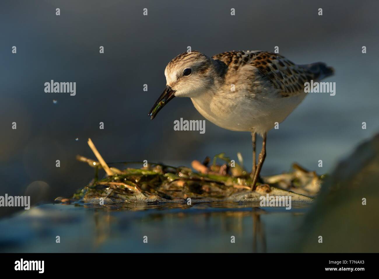 Little Stint (Calidris minuta) during migration Stock Photo - Alamy