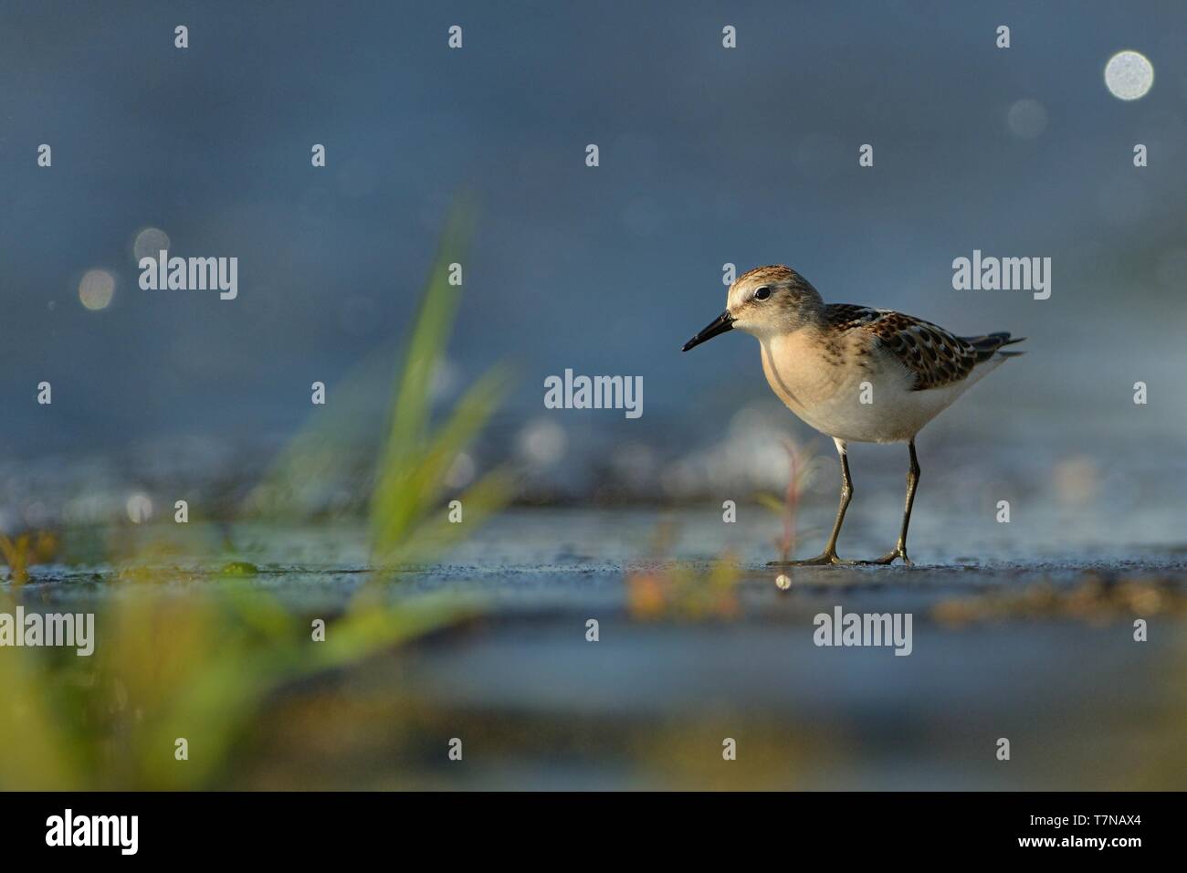 Migration wave hi-res stock photography and images - Alamy
