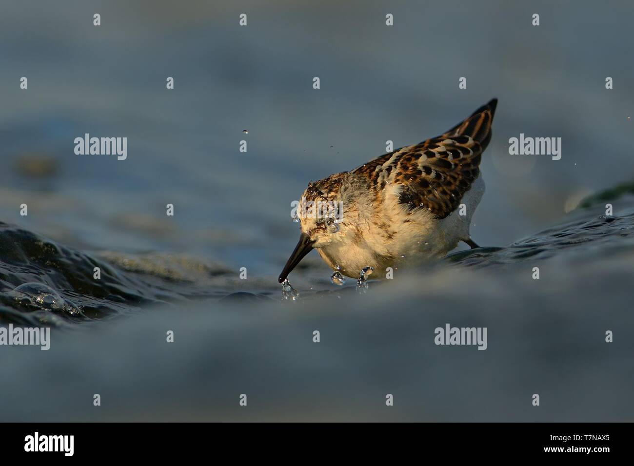 British migration bill hi-res stock photography and images - Alamy