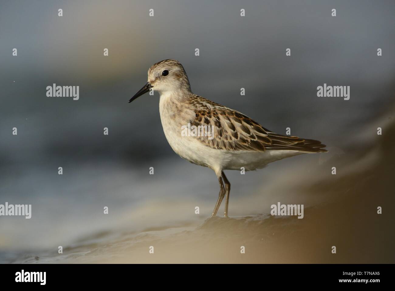 Little Stint (Calidris minuta) during migration Stock Photo - Alamy