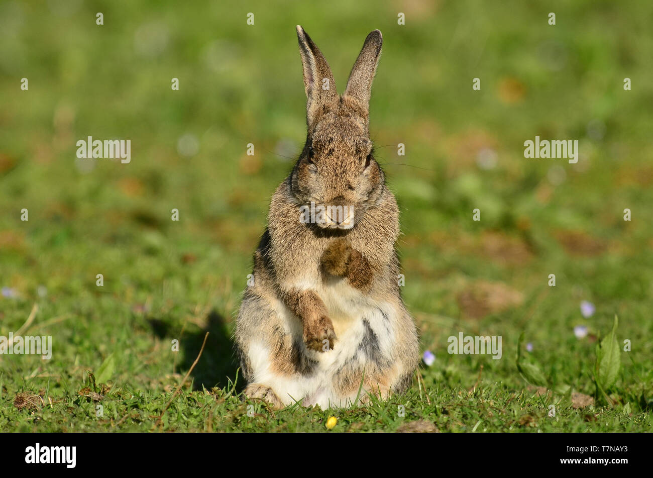 Standing on his feet hi-res stock photography and images - Alamy
