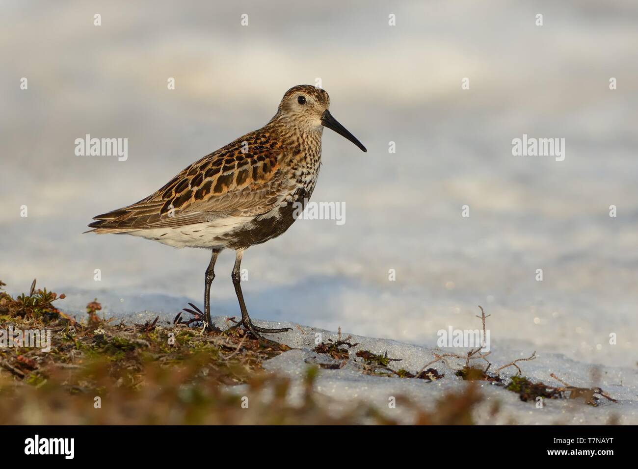 National bird of norway hi-res stock photography and images - Alamy