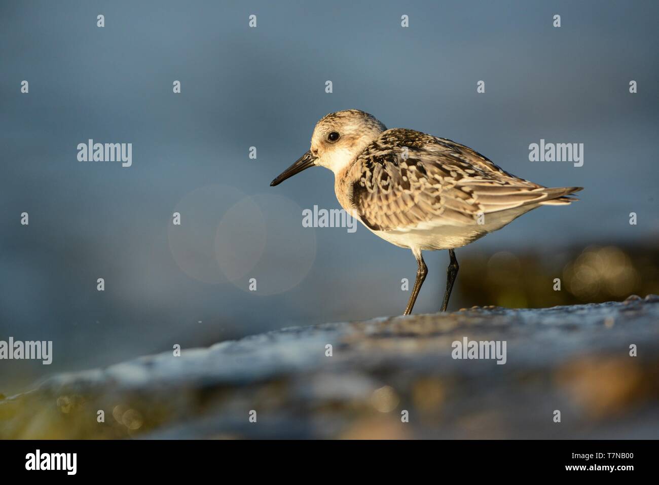 Sanderling - Calidris alba during migration in Middle Europe Stock ...