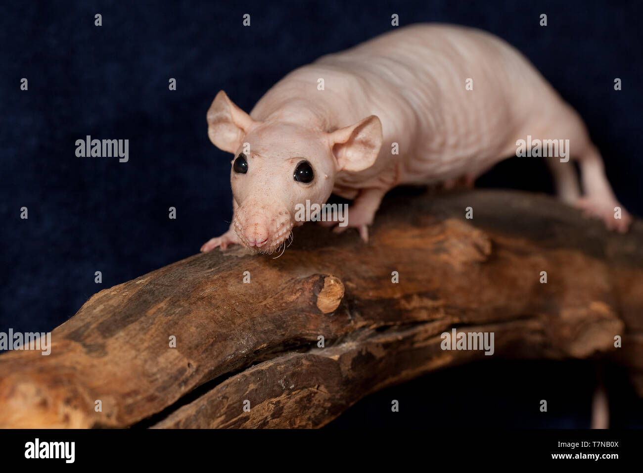 Hairless rat on a branch Stock Photo - Alamy