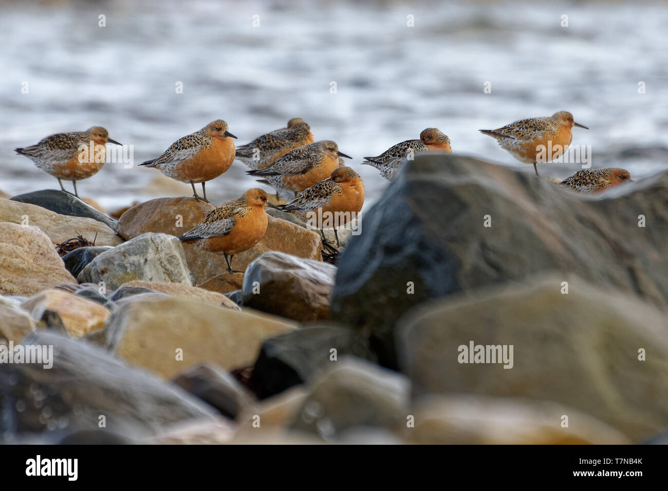 Red knot bird bill in sand hi-res stock photography and images - Alamy