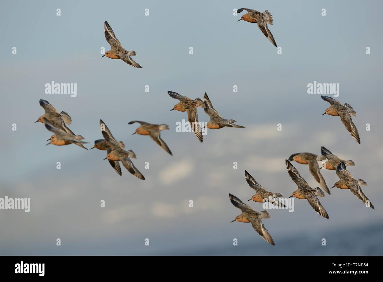 Red knot bird bill in sand hi-res stock photography and images - Alamy