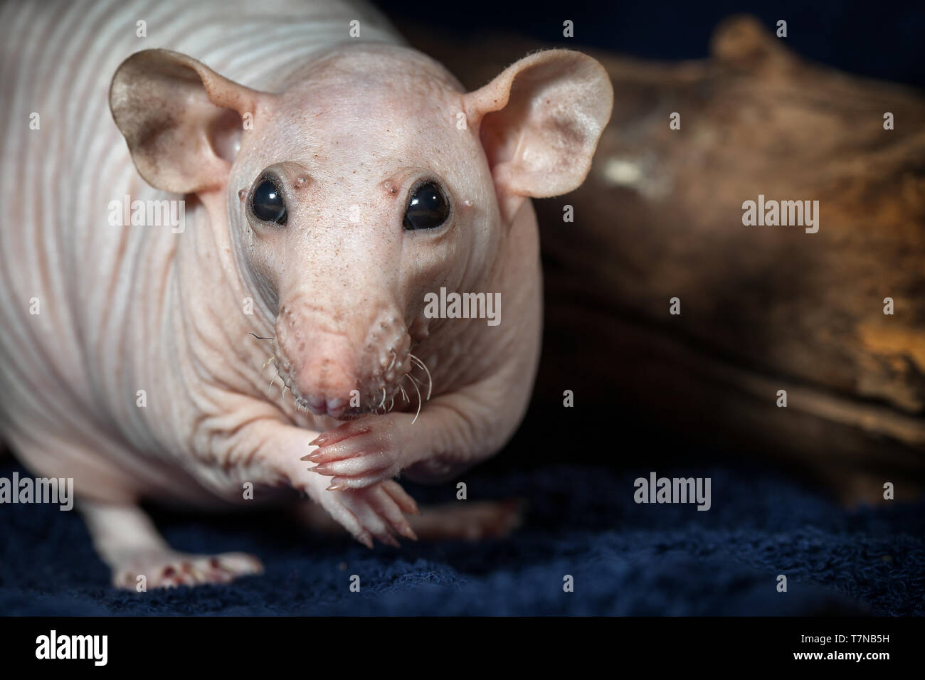 Hairless rat posing and looking at the camera Stock Photo - Alamy