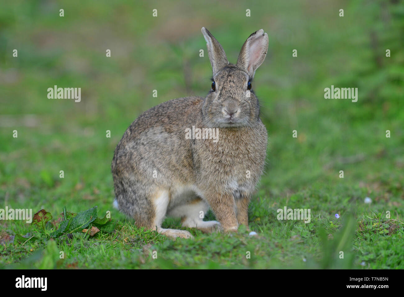 RABBIT Oryctolagus cuniculus Stock Photo - Alamy