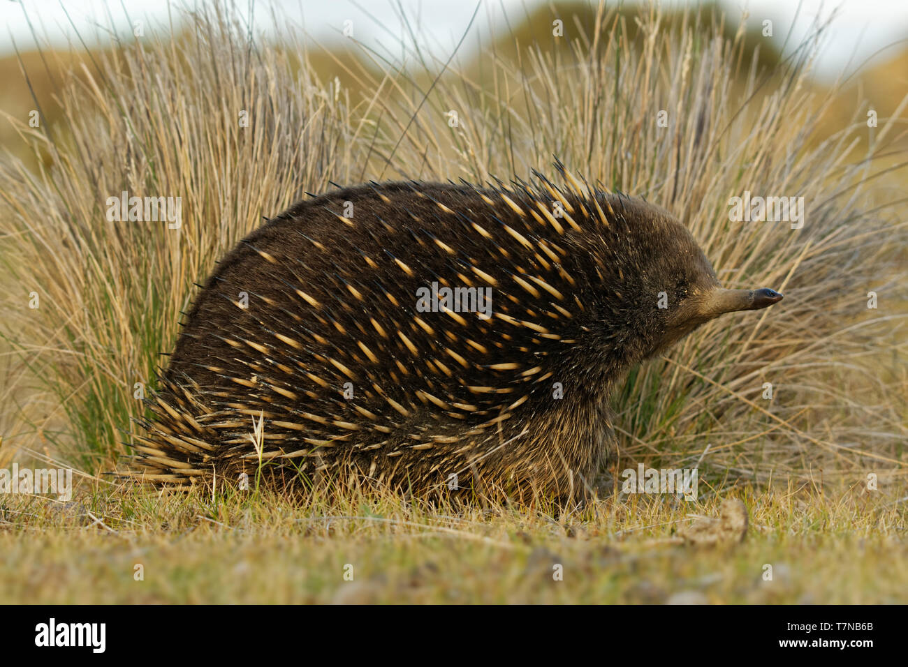 Tachyglossus aculeatus - Short-beaked Echidna in the Australian bush ...
