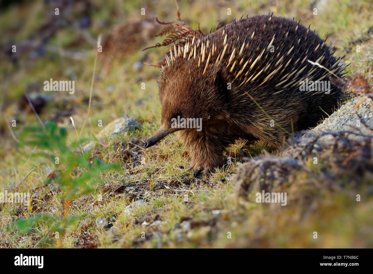 Tachyglossus aculeatus - Short-beaked Echidna in the Australian bush ...