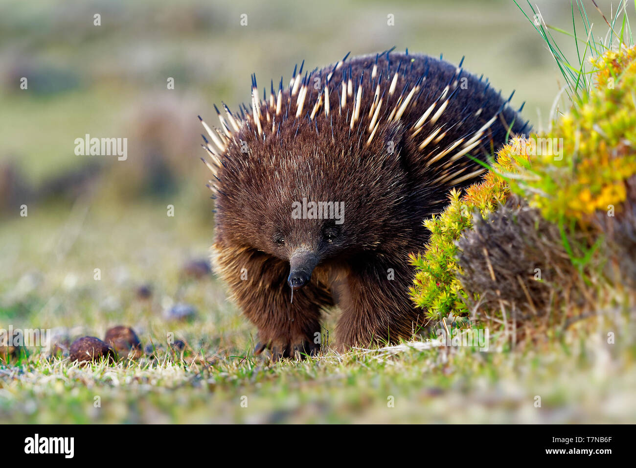 Tachyglossus aculeatus - Short-beaked Echidna in the Australian bush ...