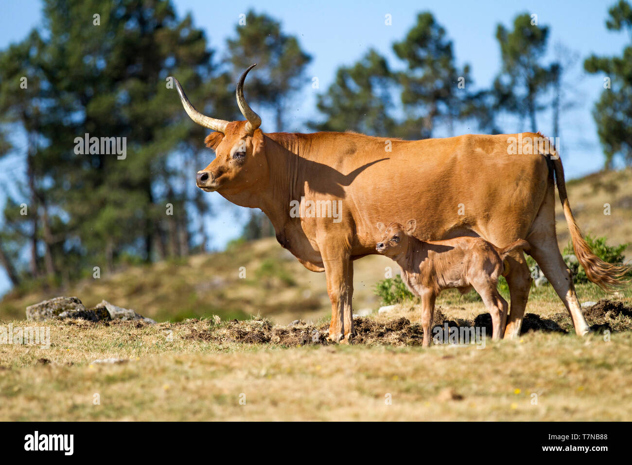 Barossa cow with calf standing on a pasture. Portugal Stock Photo - Alamy