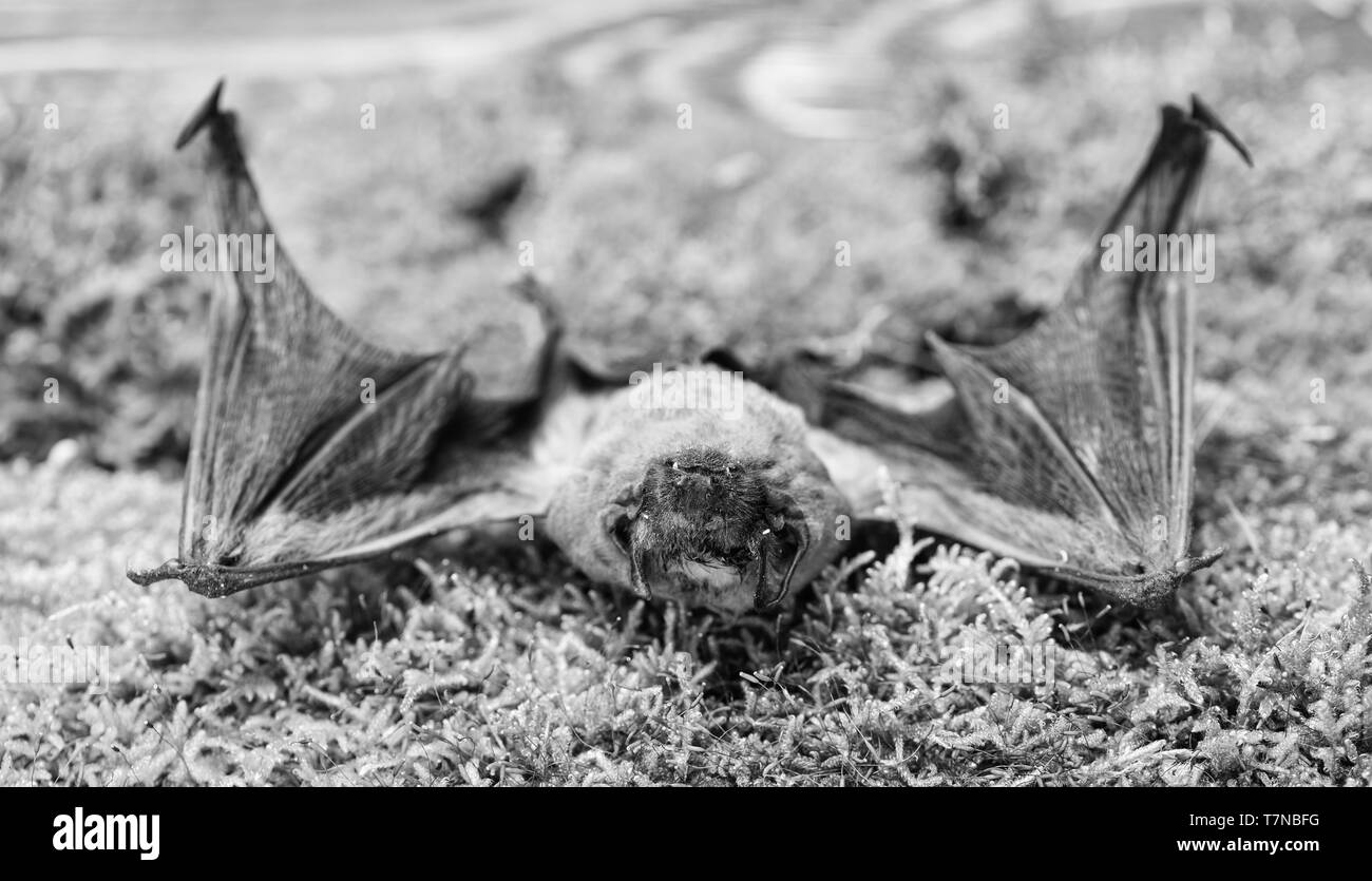 Bat emit ultrasonic sound to produce echo. Bat detector. Dummy of wild ...