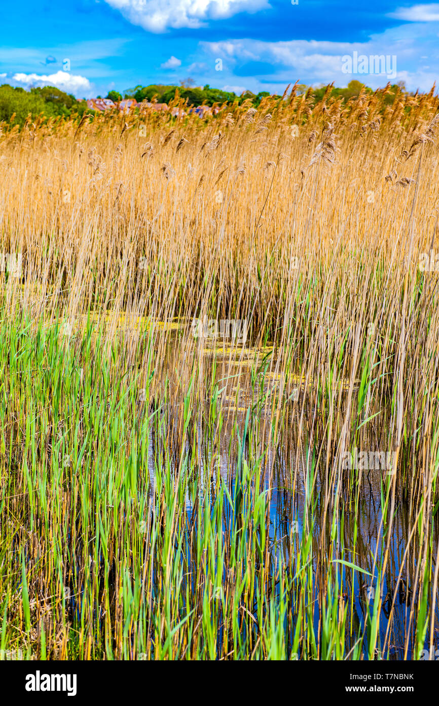 New Reeds background poster Stock Photo - Alamy