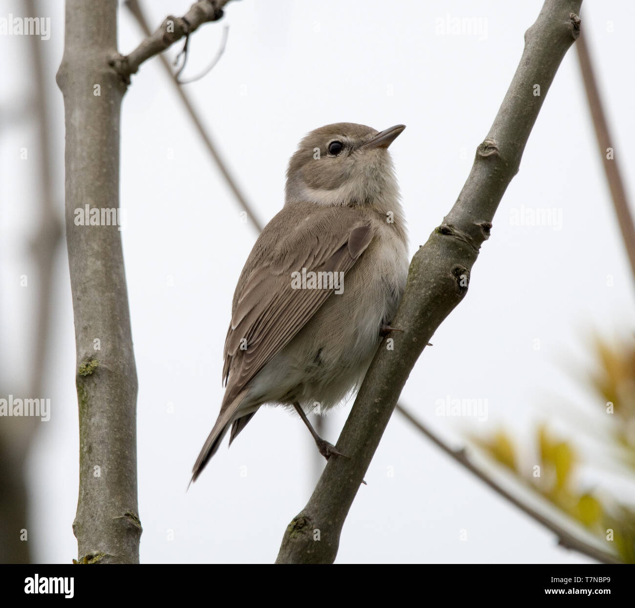 Garden Warbler (Sylvia borin Stock Photo - Alamy